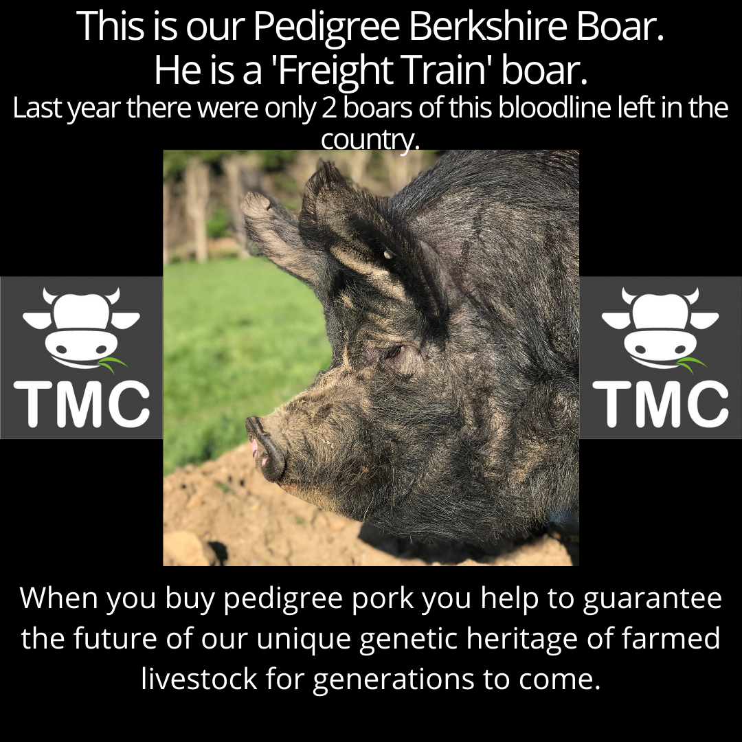 Our Pedigree Berkshire Boar – Tunstall Meat Company